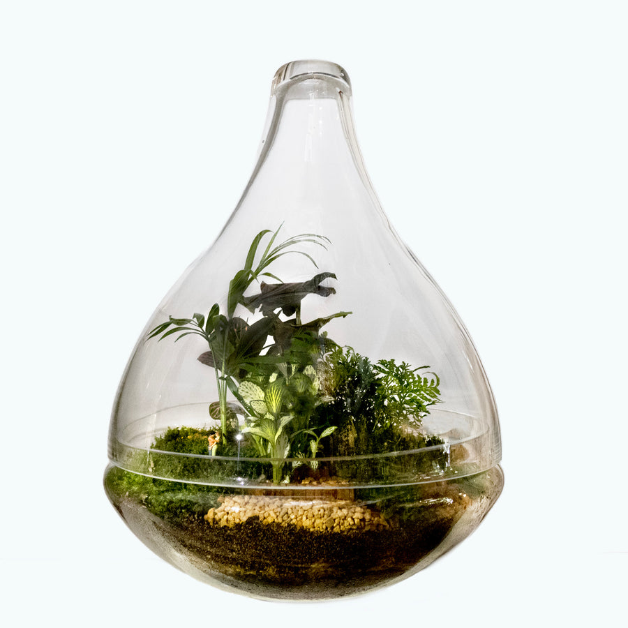 Terrariums | Terrariums West Perth | Terrariums Delivery Perth ...